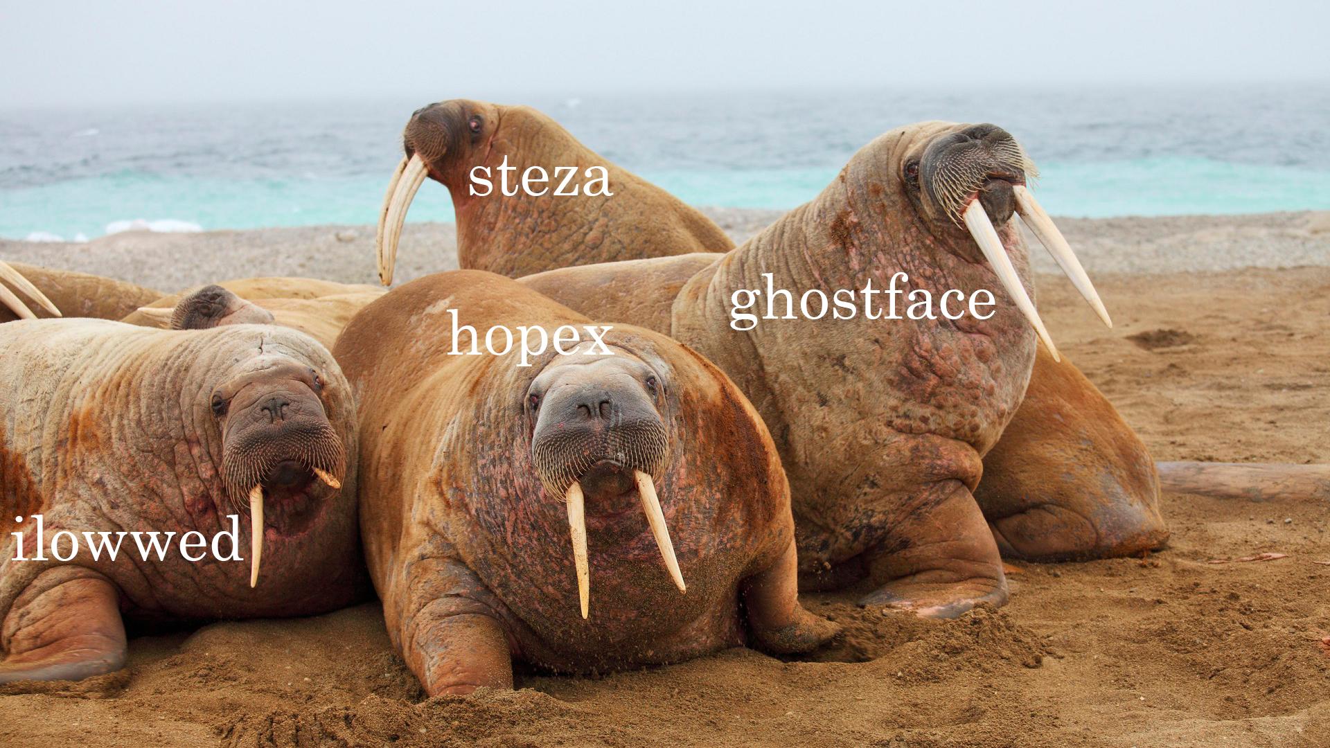 NeverLose.cc - Marketplace - Script "Walrus3x.dev - superior script ...